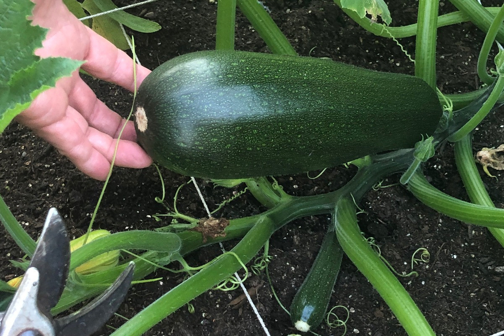 Courgette planten in jouw moestuin